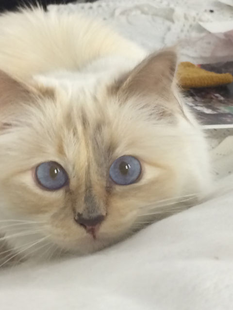 Choupette - Alchetron, The Free Social Encyclopedia